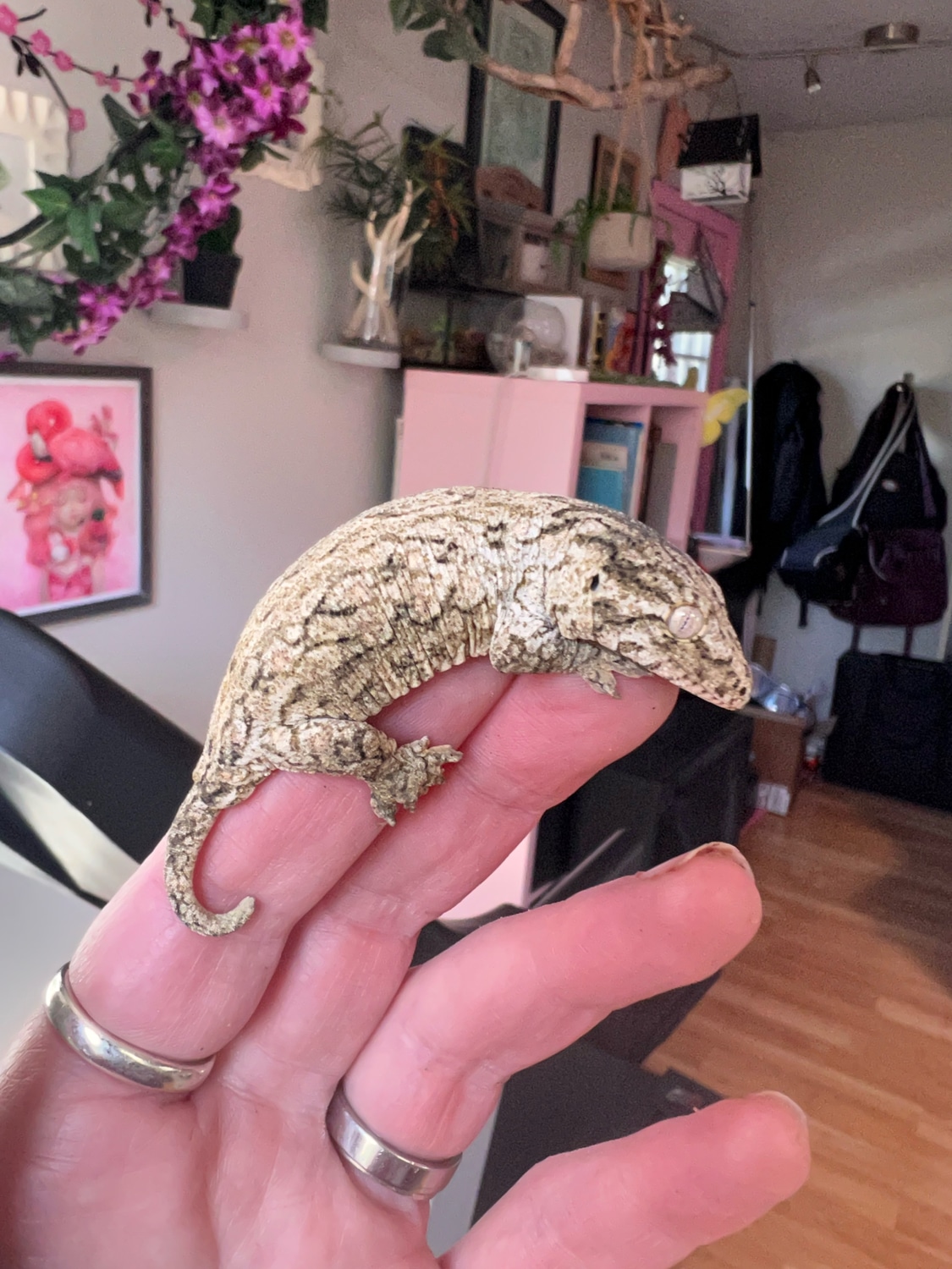 Full Moro Leachie Leachianus Gecko by GeckoPods - MorphMarket