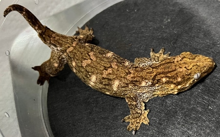 Gecko Ranch LLC's Collection - MorphMarket