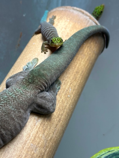 Standing's Day Gecko (Phelsuma Standingi) More Gecko by Gecko Ranch LLC