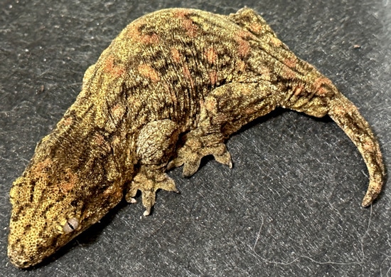 Nu Ami/Brosse X Nu Ana Leachianus Gecko by Gecko Ranch LLC