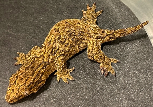 Moro Leachianus Gecko by Gecko Ranch LLC - MorphMarket