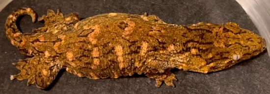 Nu Ami/Brosse X Nu Ana Leachianus Gecko by Gecko Ranch LLC