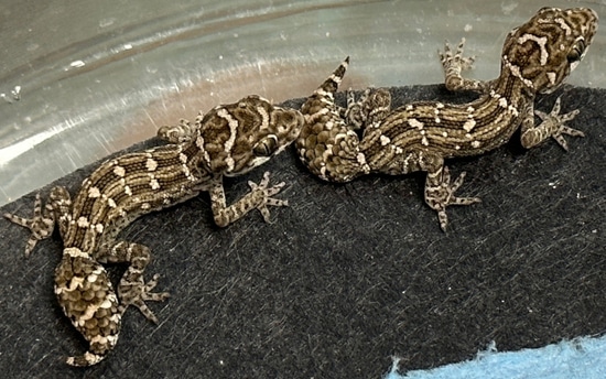 Viper Geckos, Hemidactylus Imbricatus by Gecko Ranch LLC