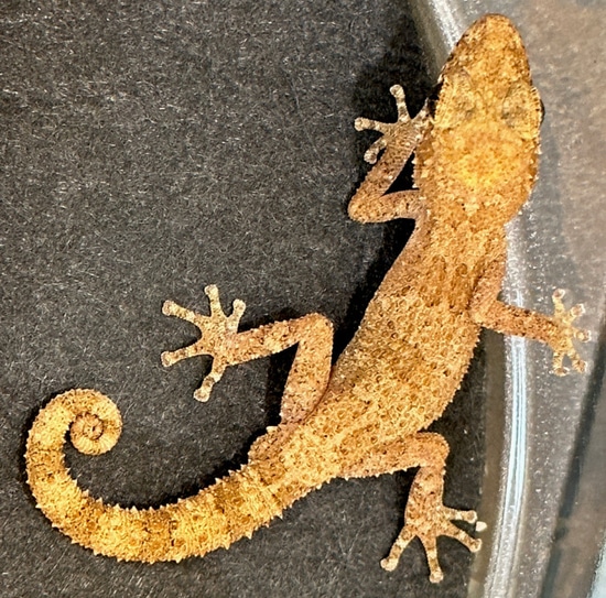 Paroedura Vazimba Madagascar Dwarf Leaf-toed Gecko More Gecko by Gecko ...