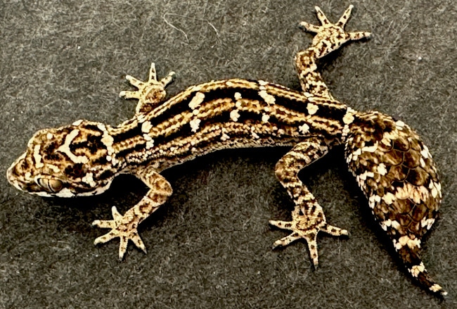 Viper Gecko More Gecko by Gecko Ranch LLC - MorphMarket