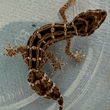 Viper Geckos, Hemidactylus Imbricatus by Gecko Ranch LLC - MorphMarket