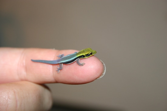 Phelsuma Klemmeri - Neon Day Gecko by Gecko Ranch LLC