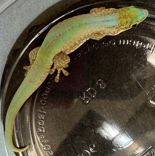 Phelsuma Robertmertensi - Robertmerten's Day Gecko by Gecko Ranch LLC ...