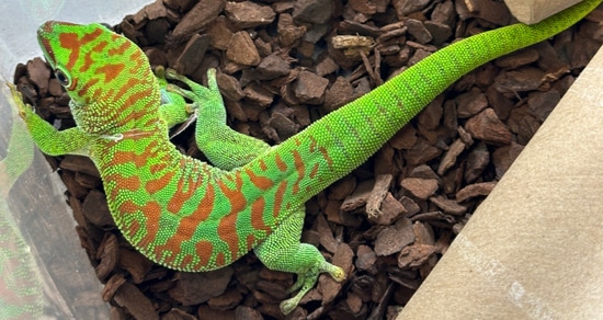 Blue Blood Crimson Phelsuma Grandis Day Gecko by Gecko Ranch LLC