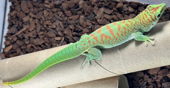 Phelsuma Grandis Blue Blood Day Gecko by Gecko Ranch LLC