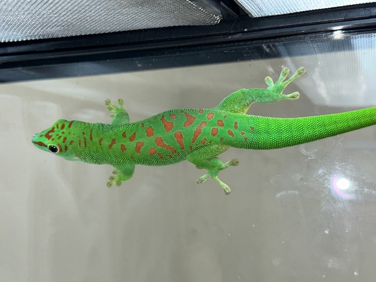 Phelsuma Grandis Blue Blood Genetic Day Gecko by Gecko Ranch LLC