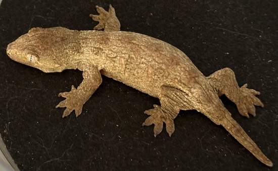 Bayonnaise Pure Leachianus Gecko by Gecko Ranch LLC