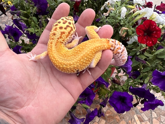 White And Yellow Tangerine Radar With Snake Eyes Leopard Gecko by ...