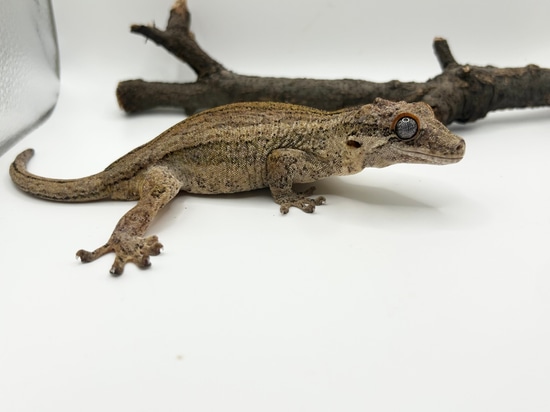 Phantom Eyed Broken Red Stripe Lot (2) Male/female Gargoyle Gecko by ...