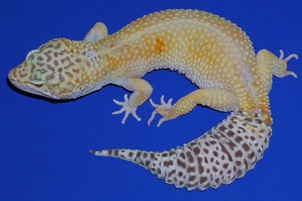 Mack Snow Ghost Leopard Gecko by Geckos Etc. Herpetoculture - MorphMarket