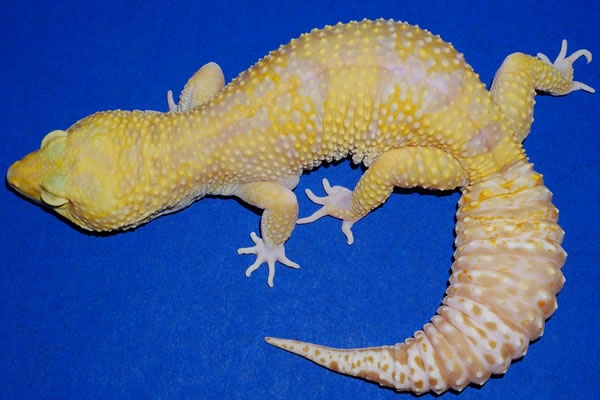 Godzilla Super Giant RAPTOR Leopard Gecko by Geckos Etc. Herpetoculture ...