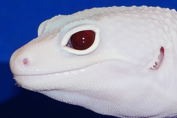 Godzilla Giant Snow Diablo Blanco Leopard Gecko by Geckos Etc ...