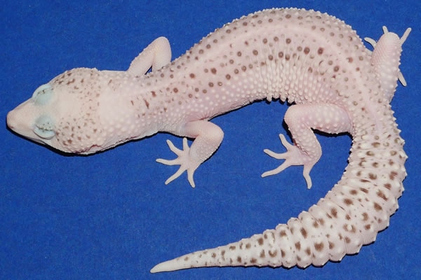 Pied White And Yellow Galaxy Leopard Gecko by Geckos Etc ...