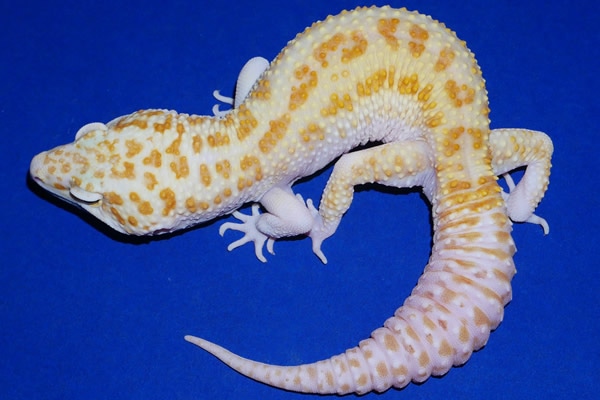 Red Dalmation RAPTOR Leopard Gecko by Geckos Etc. Herpetoculture ...