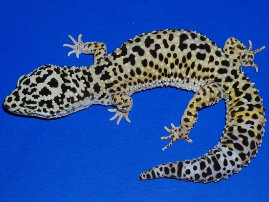 Wild Caught Bloodline Leopard Gecko, Afghanicus by Geckos Etc ...