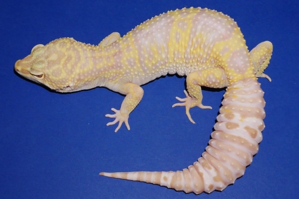 Godzilla Super Giant Tremper Albino Leopard Gecko by Geckos Etc ...