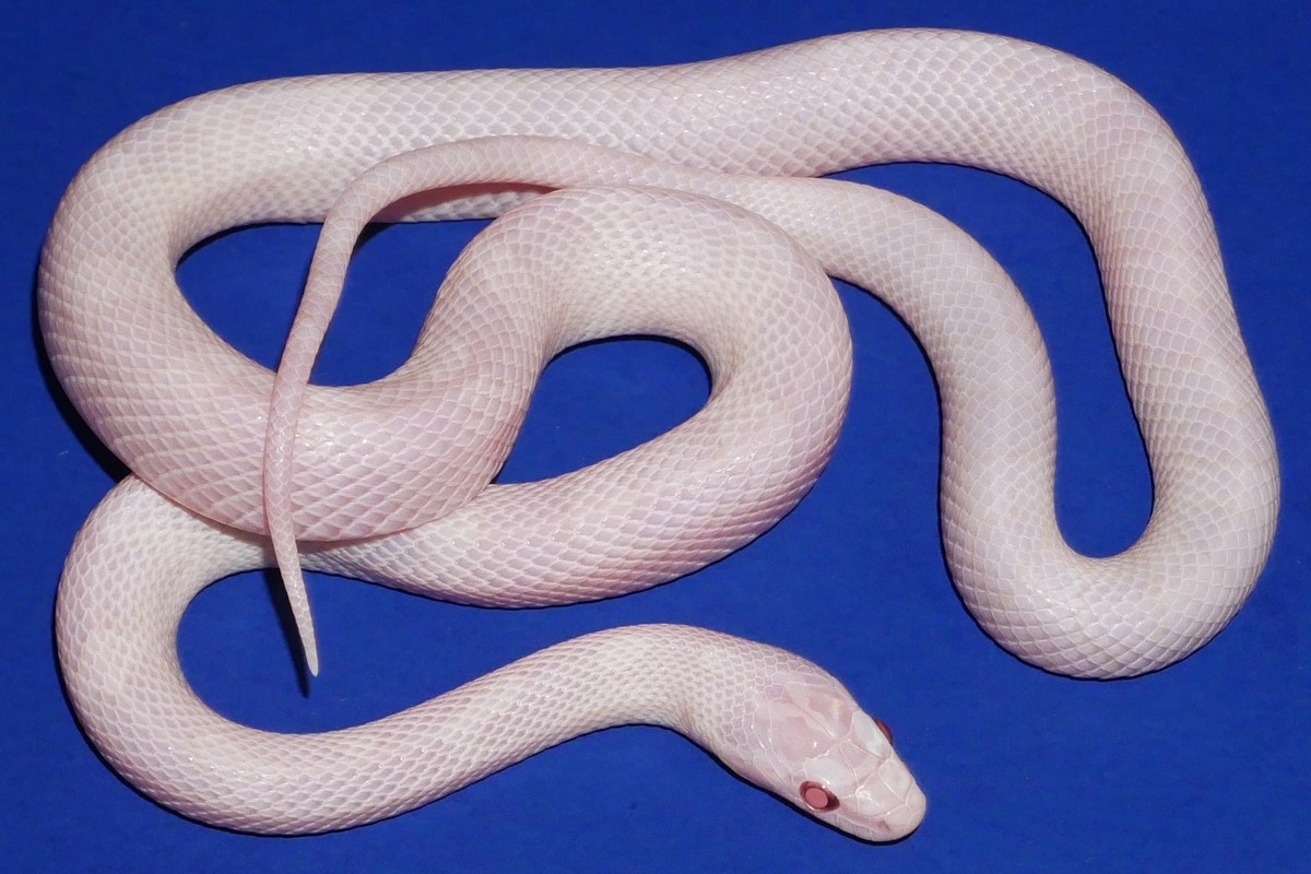 Blizzard Corn Snake by Geckos Etc. Herpetoculture - MorphMarket