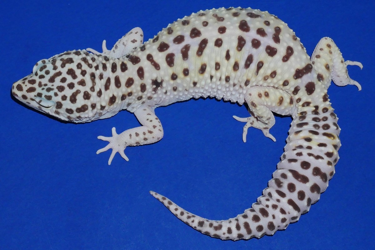 Godzilla Giant, 66% Het Tremper Albino Leopard Gecko by Geckos Etc ...