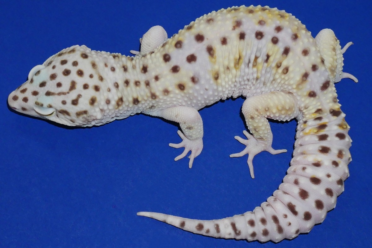 Godzilla Giant, 50% Possible Het Tremper Albino Leopard Gecko by Geckos ...