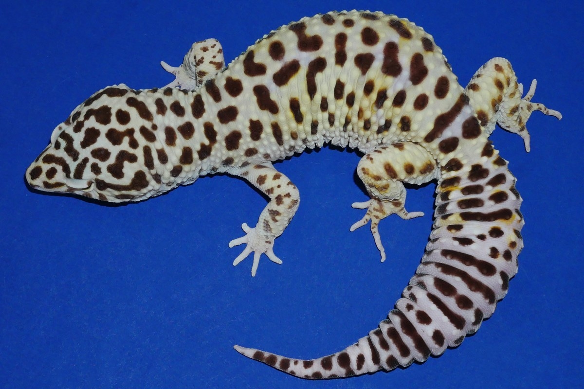 Godzilla Giant, 50% Possible Het Tremper Albino Leopard Gecko by Geckos ...