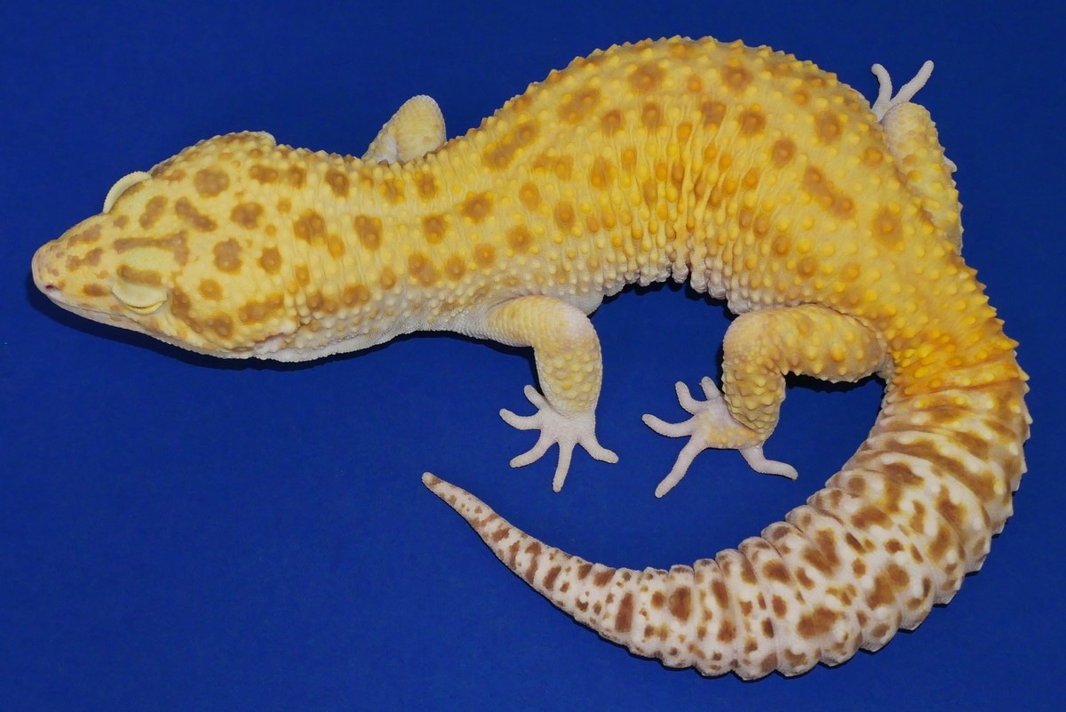 Godzilla Giant RAPTOR Leopard Gecko by Geckos Etc. Herpetoculture ...