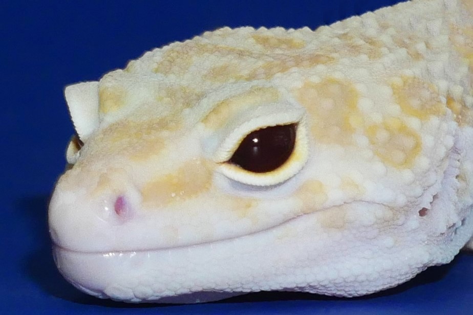 Pastel RAPTOR Leopard Gecko by Geckos Etc. Herpetoculture - MorphMarket