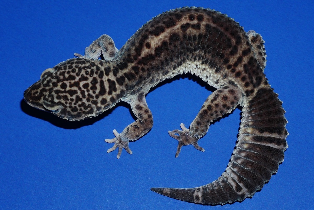 Black Night Leopard Gecko by Geckos Etc. Herpetoculture - MorphMarket