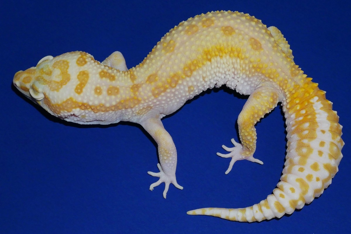 Pastel RAPTOR Leopard Gecko by Geckos Etc. Herpetoculture - MorphMarket