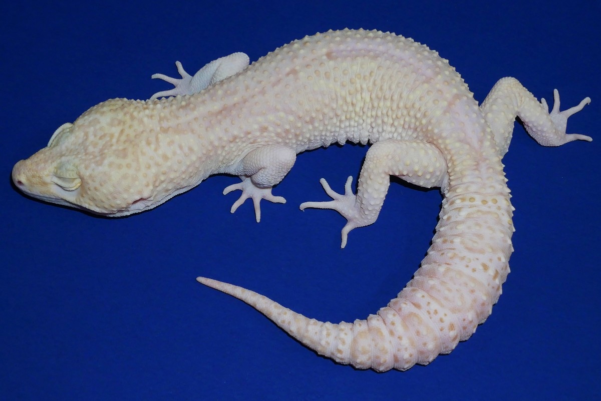 Mack Snow RAPTOR Het Diablo Blanco Leopard Gecko by Geckos Etc ...