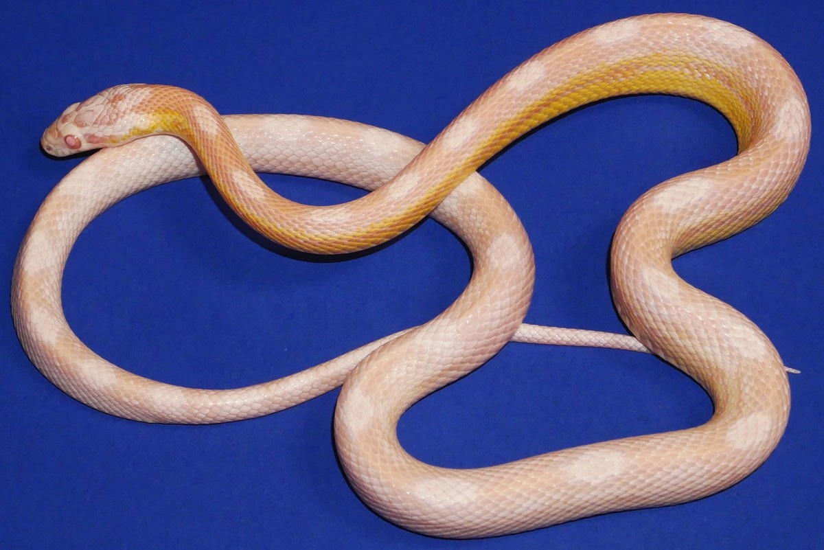 Coral Snow Motley Corn Snake by Geckos Etc. Herpetoculture - MorphMarket