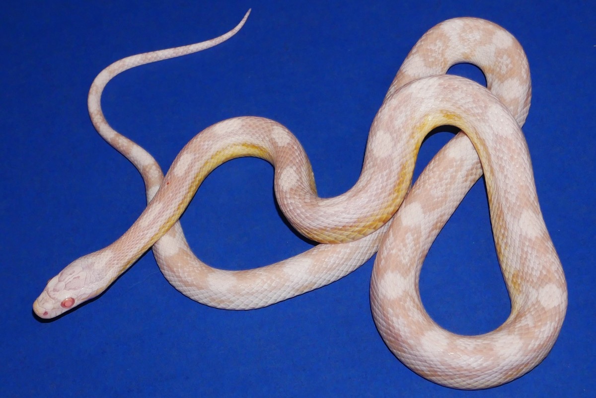 Snow Motley Corn Snake by Geckos Etc. Herpetoculture - MorphMarket