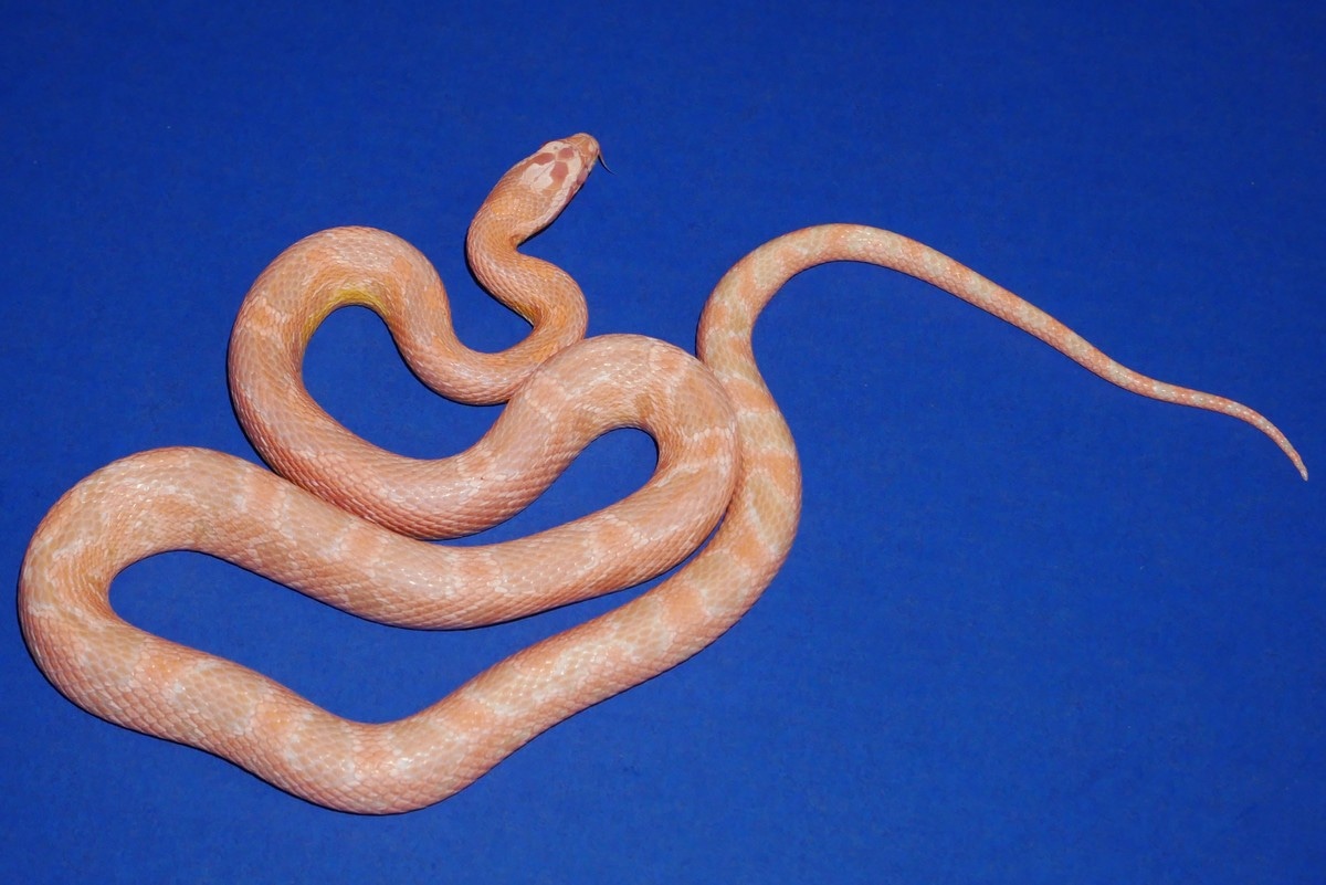 Coral Snow Corn Snake by Geckos Etc. Herpetoculture - MorphMarket