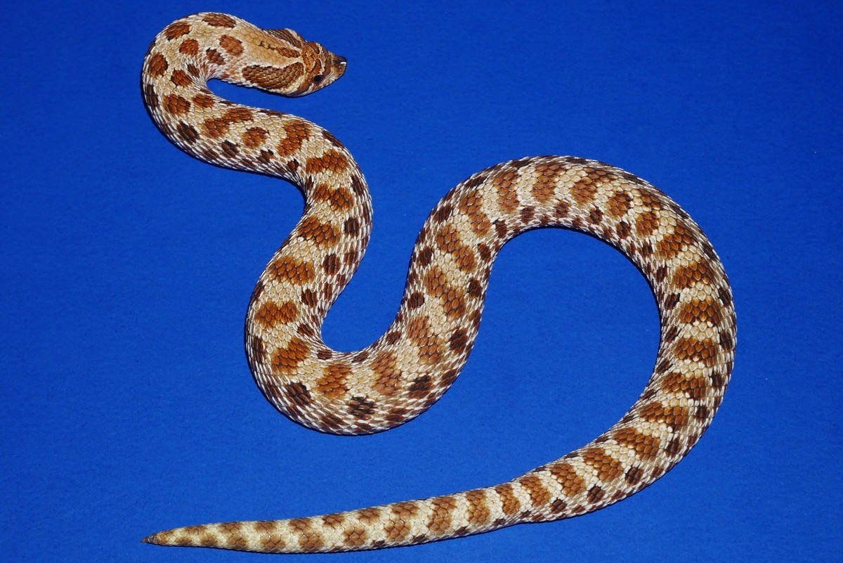 Red, 100% Het Evans Hypo Western Hognose by Geckos Etc. Herpetoculture ...