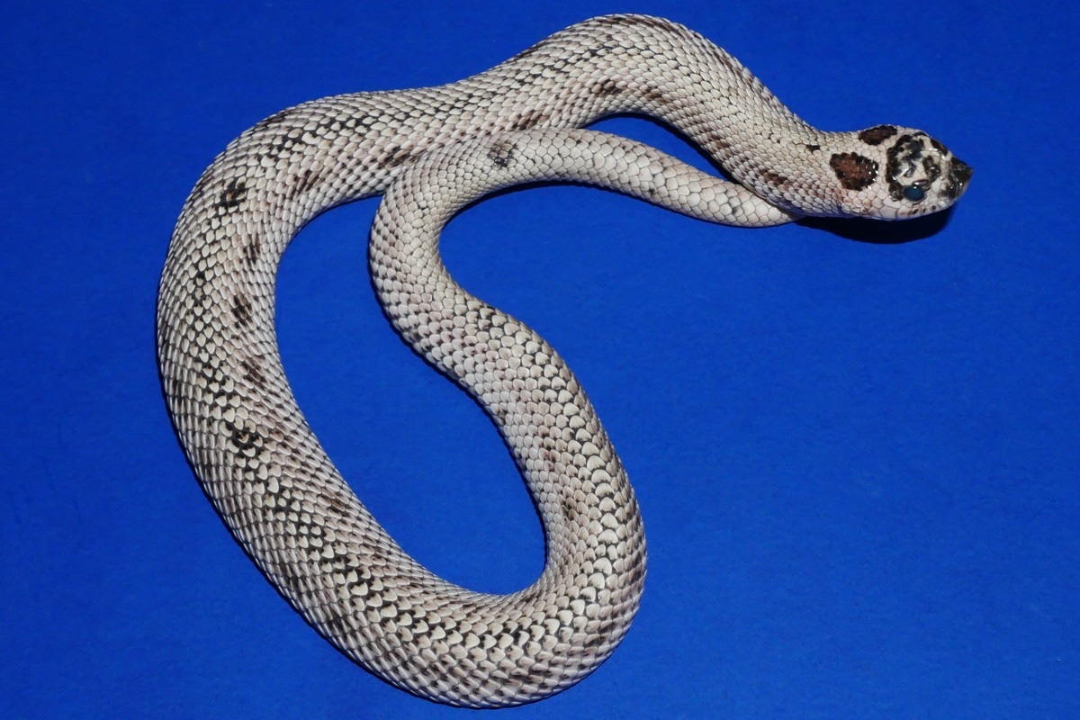 Super Arctic Superconda Western Hognose Snake by Geckos Etc ...