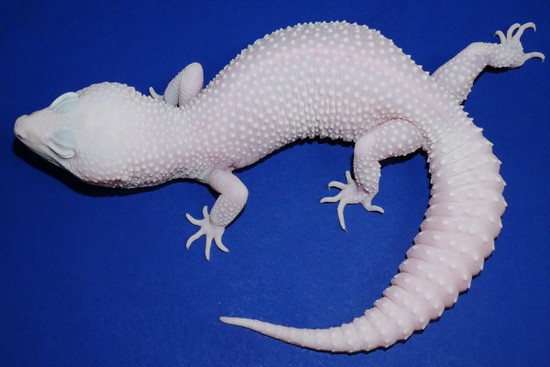 Mack Snow Diablo Blanco Leopard Gecko by Geckos Etc. Herpetoculture