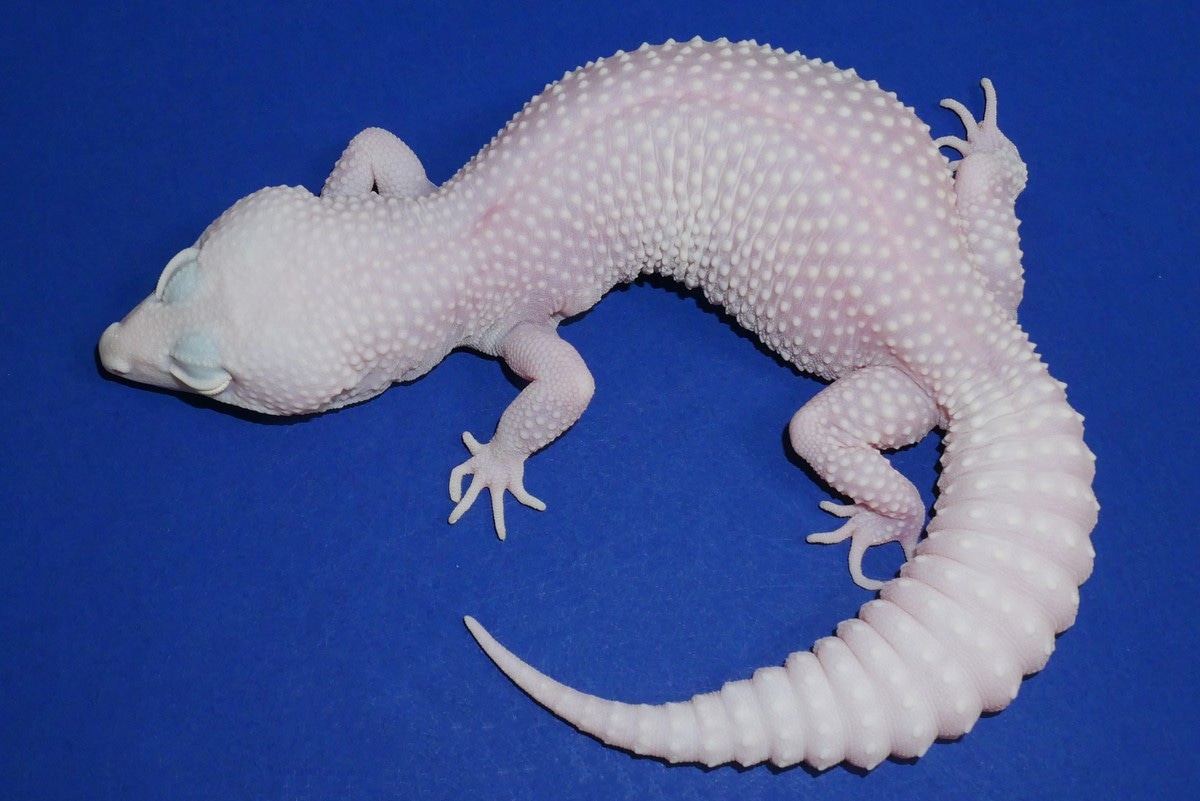Mack Snow Diablo Blanco Leopard Gecko by Geckos Etc. Herpetoculture ...