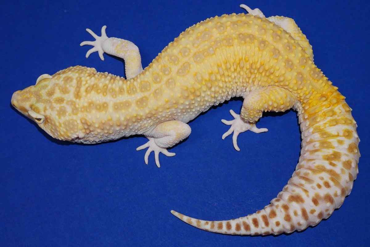 Godzilla Giant RAPTOR Leopard Gecko by Geckos Etc. Herpetoculture ...