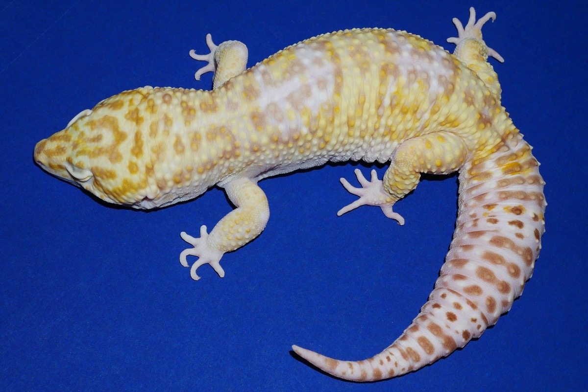 Godzilla Super Giant RAPTOR Leopard Gecko by Geckos Etc. Herpetoculture ...
