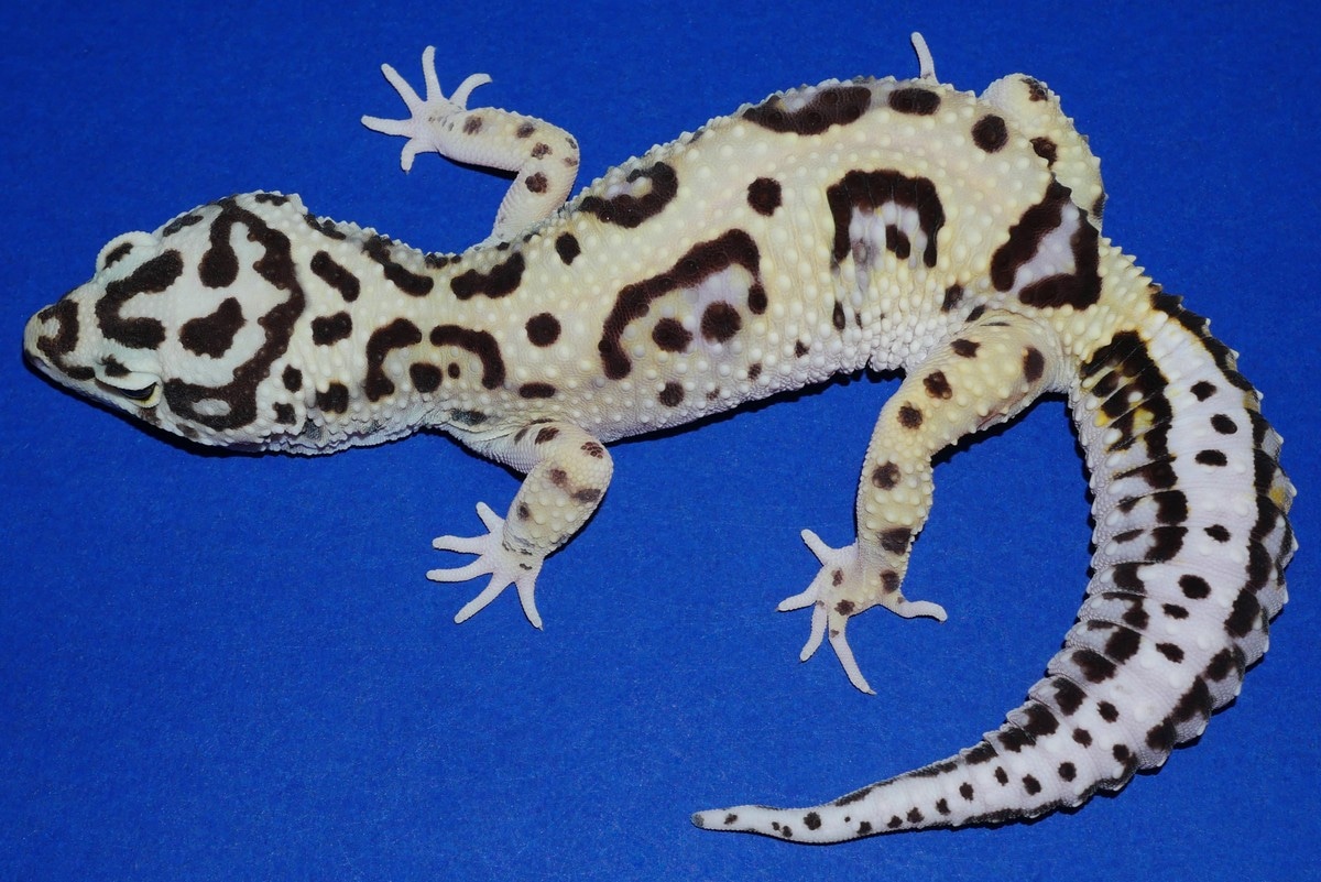 Bandit Leopard Gecko by Geckos Etc. Herpetoculture - MorphMarket