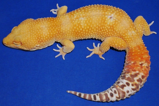Mandarin Tangerine Bell Sunglow Leopard Gecko by Geckos Etc. Herpetoculture