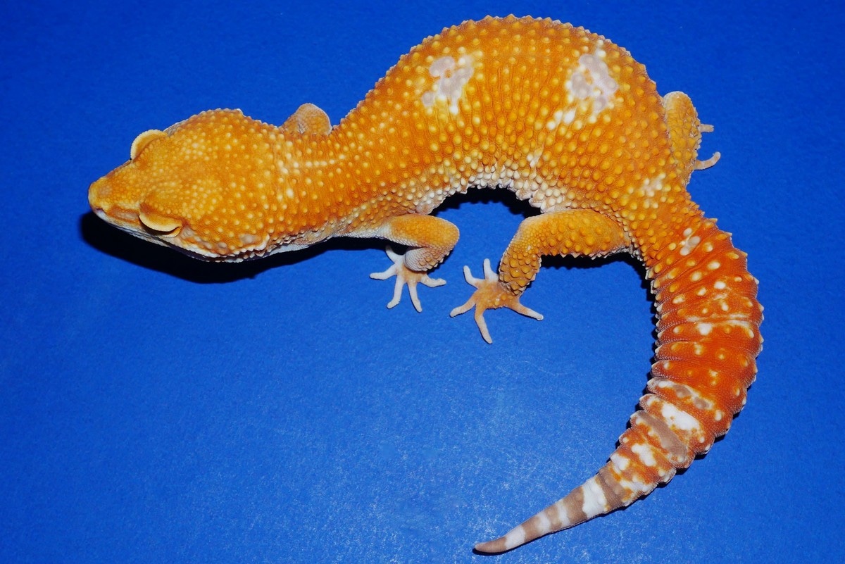 Sunglow (Tremper Albino) – GGG Bloodline Leopard Gecko by Geckos Etc ...