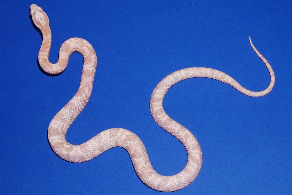 Coral Snow Corn Snake by Geckos Etc. Herpetoculture - MorphMarket
