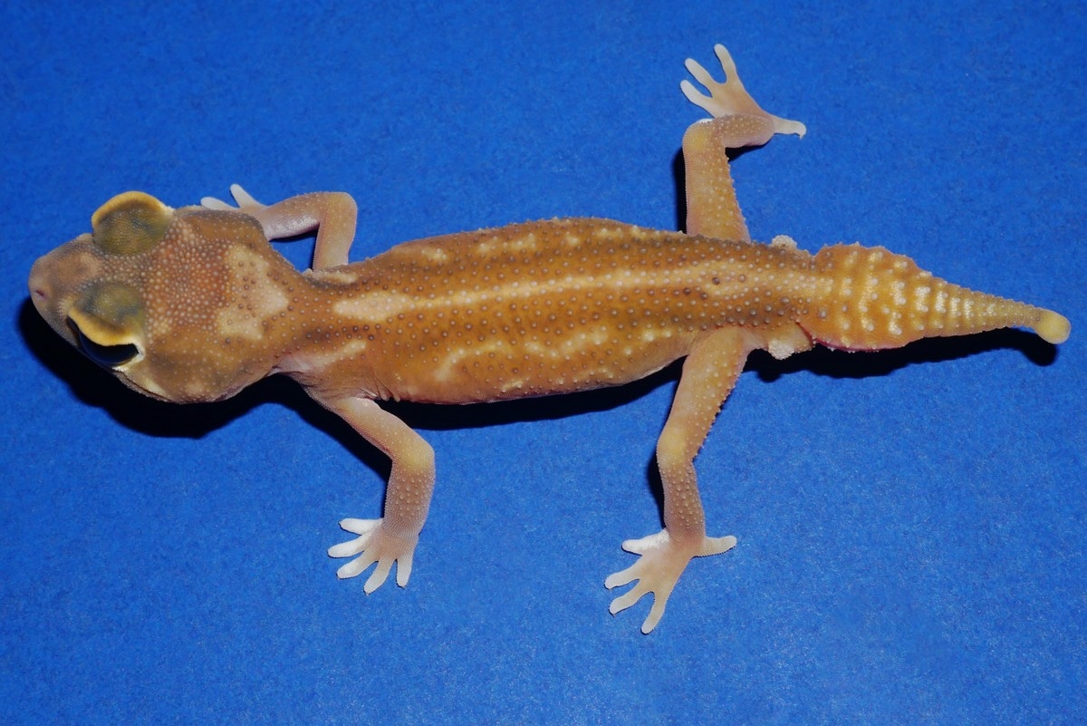 Pernatty, Deleani Knob-Tailed Gecko by Geckos Etc. Herpetoculture ...