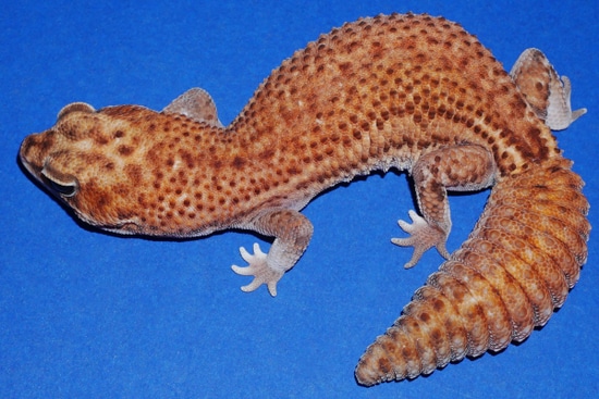 Patternless Fat Tail Gecko African Fat-Tailed Gecko by Geckos Etc ...