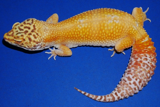 Bell Sunglow Leopard Gecko by Geckos Etc. Herpetoculture